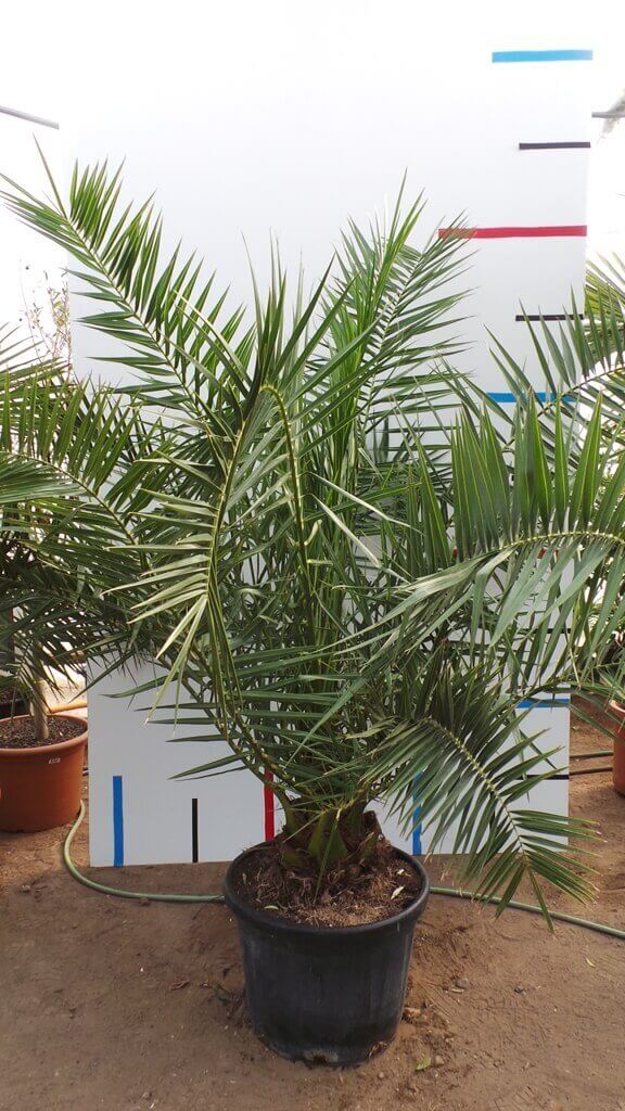 Winterharte Palmen zum festen auspflanzen in ihren Garten.