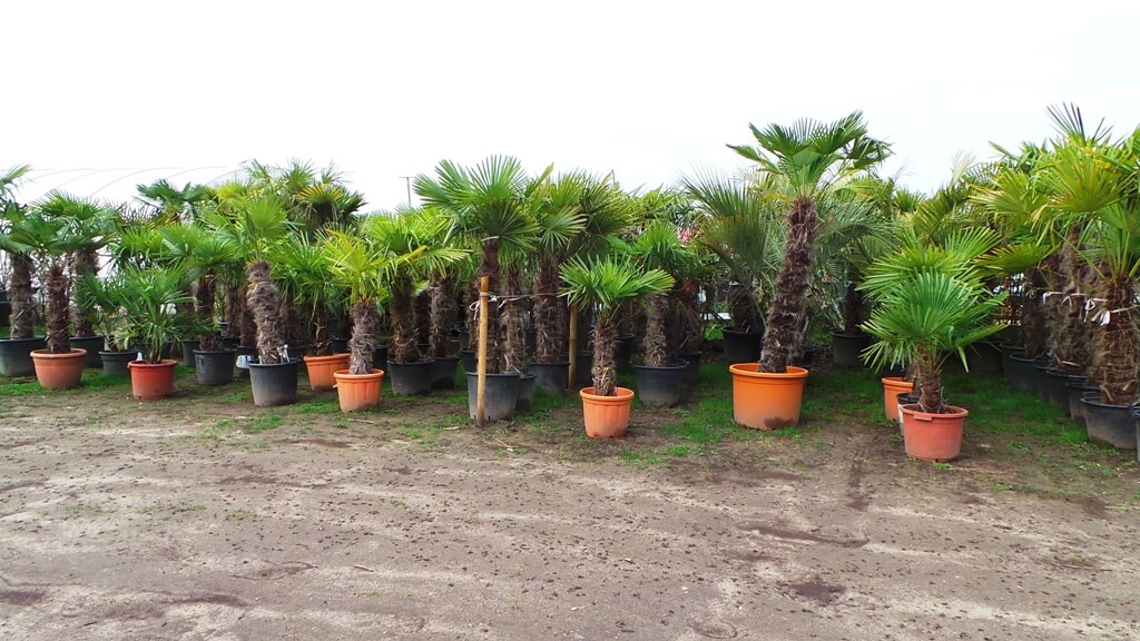 Winterharte Palmen zum festen auspflanzen in ihren Garten.